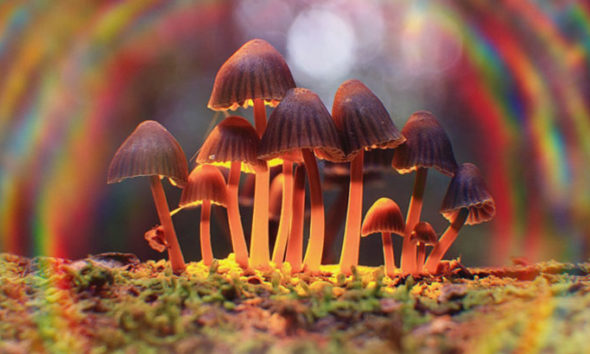 Psilocybin in Missouri: Magic Mushrooms in MO, USA Legal Guide - Psilocybin