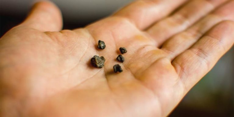 Psilocybin Health Benefits and Magic Mushrooms Microdosing Guide