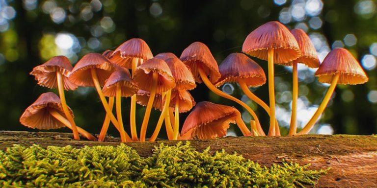 Psilocybin Health Benefits and Magic Mushrooms Microdosing Guide
